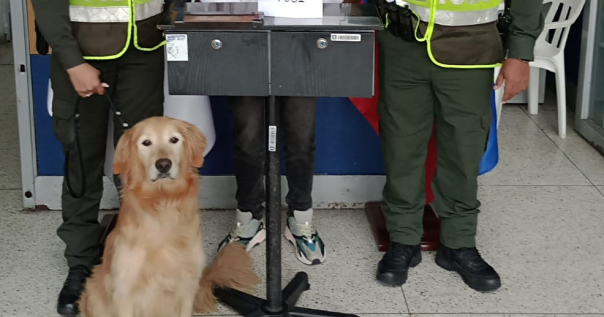 Los perros Ali y Max metieron la nariz y los hicieron capturar en la Terminal de Manizales
